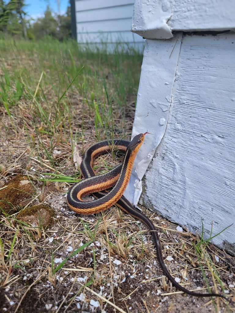 Eastern Garter Snake from Leland, MI 49654, USA on June 5, 2022 at 10: ...