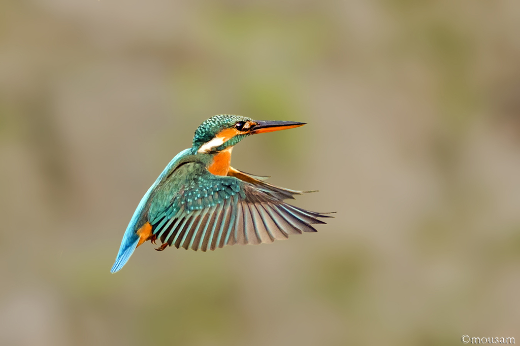 River, Dwarf, and Pygmy Kingfishers (Alcedininae) - Avian Discovery