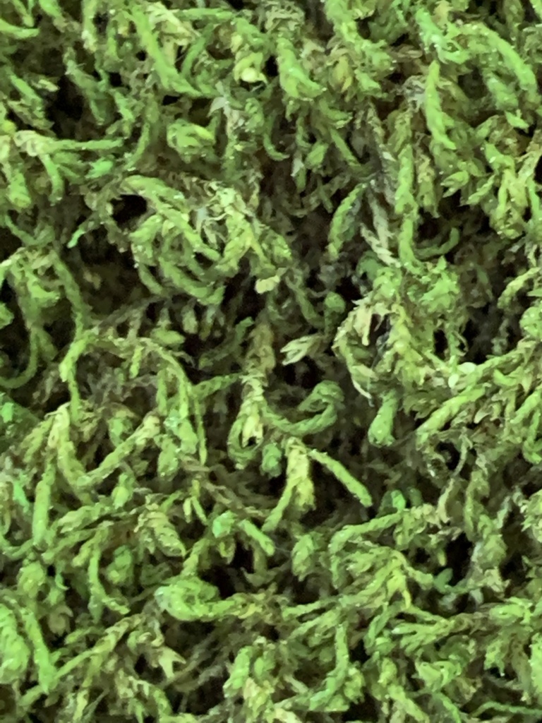 tree-skirt moss from Gatineau Park, Chelsea, QC, CA on June 05, 2022 at ...