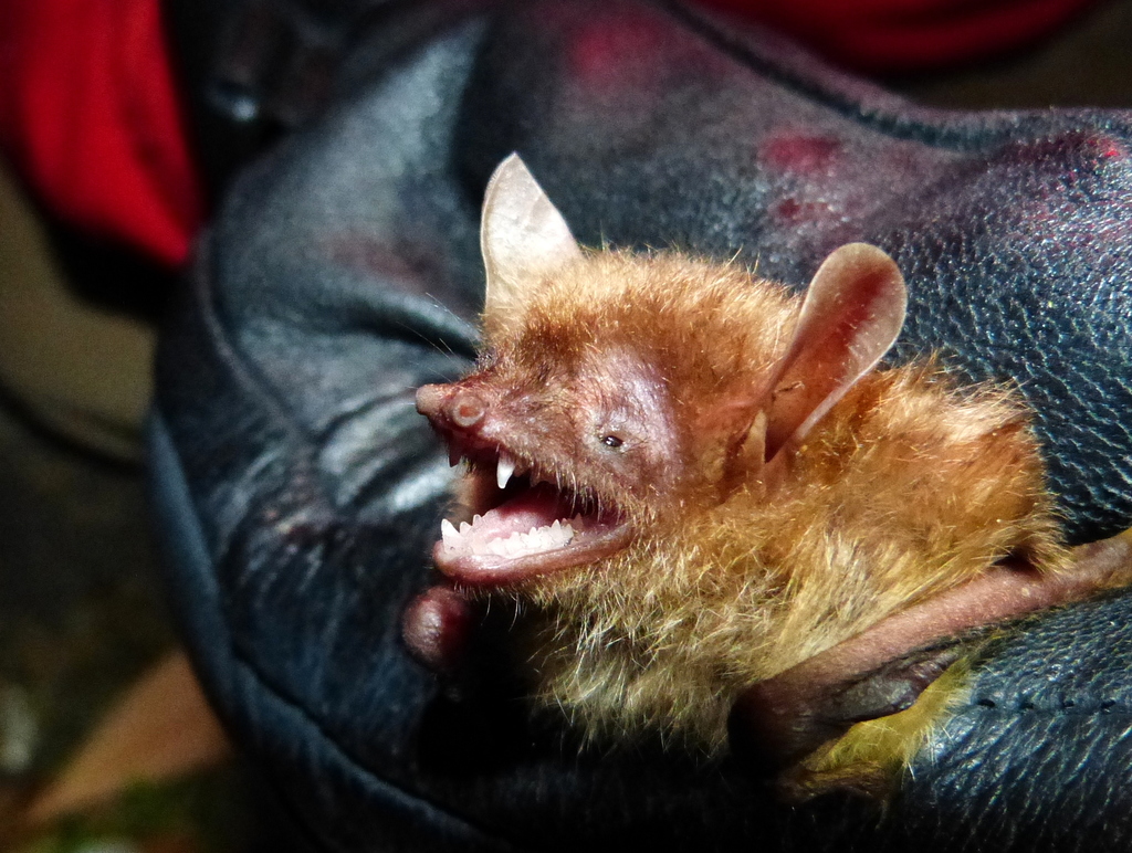 Hutton's tube-nosed bat (Murina huttonii) - Know Your Mammals