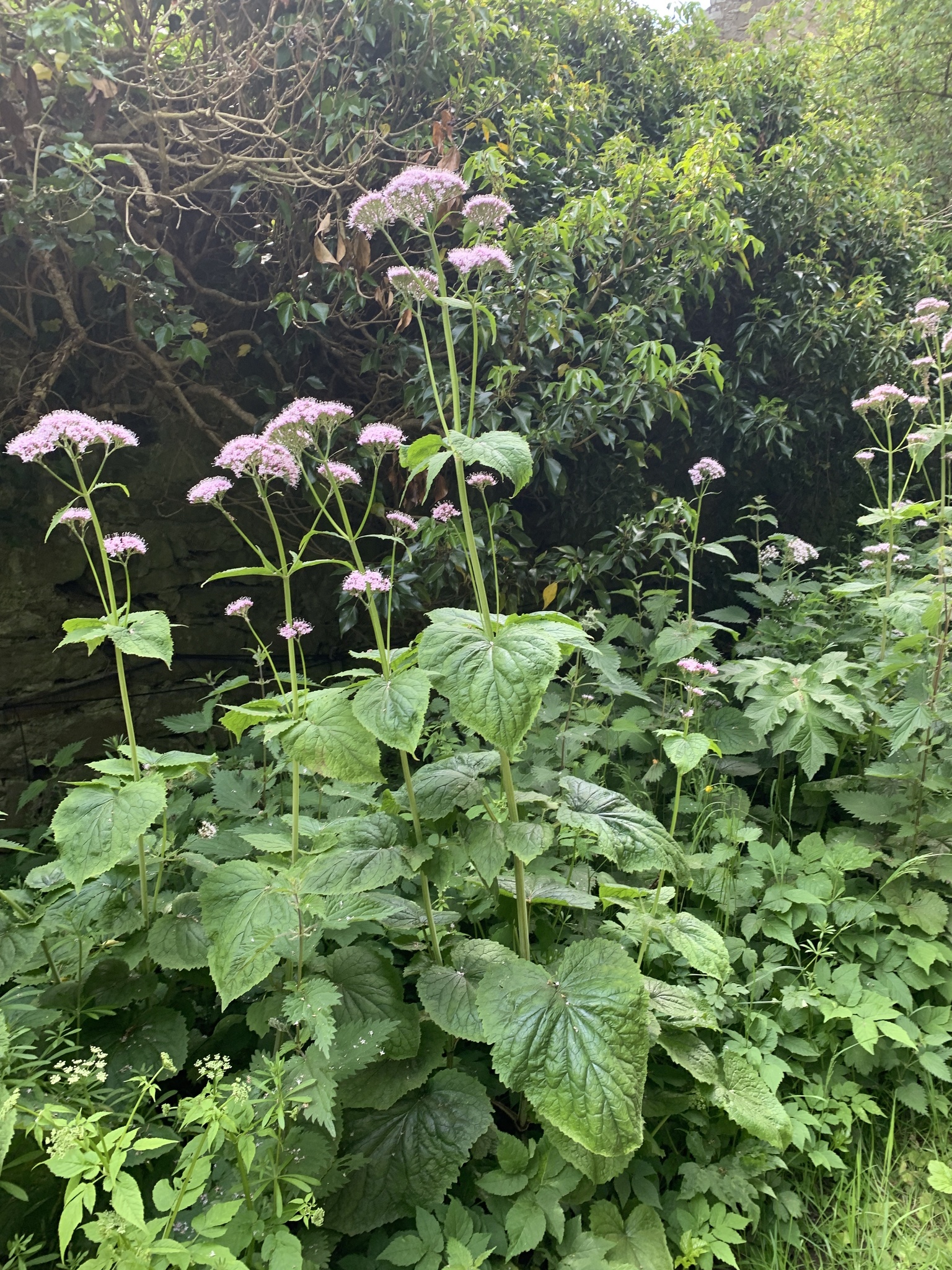 Valeriana pyrenaica L.
