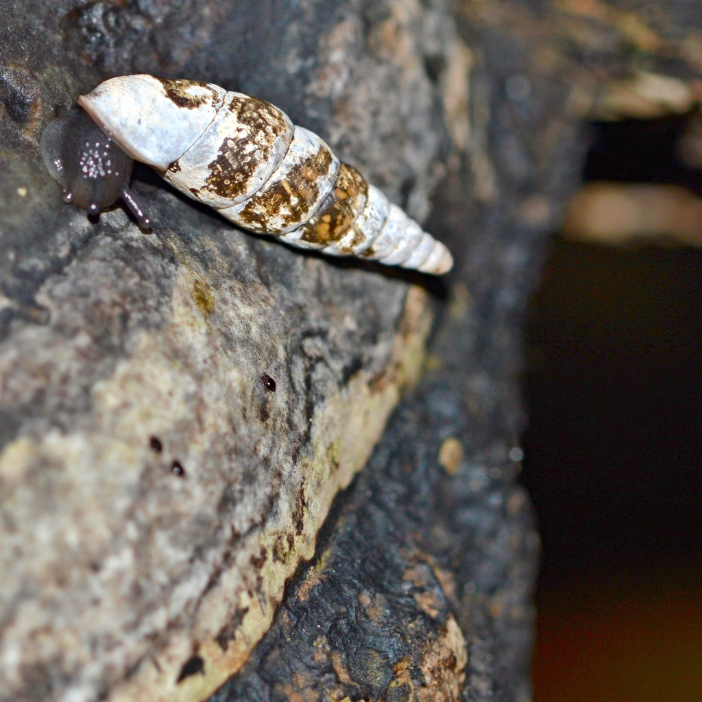 Plaited Door-snail from Nymburk, Středočeský, Czechia on June 4, 2022 ...