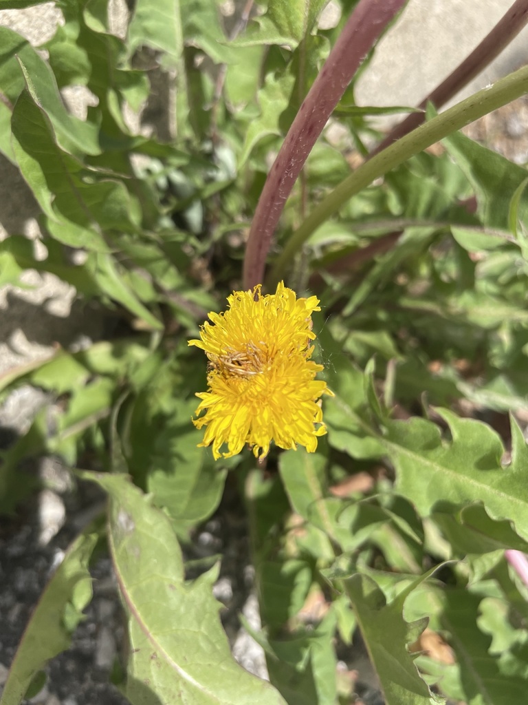 common dandelion from Eldora Rd, Hudson, IA, US on June 2, 2022 at 01: ...
