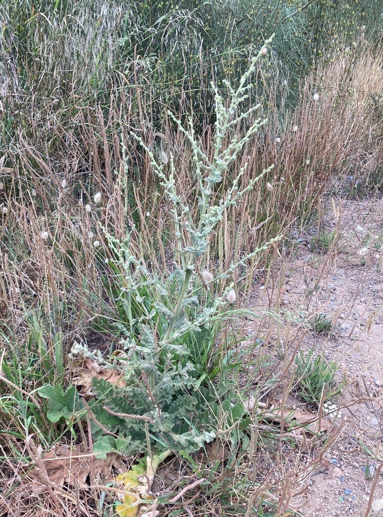 wavyleaf mullein from Kenitra, Morocco on May 21, 2022 at 06:13 PM by ...