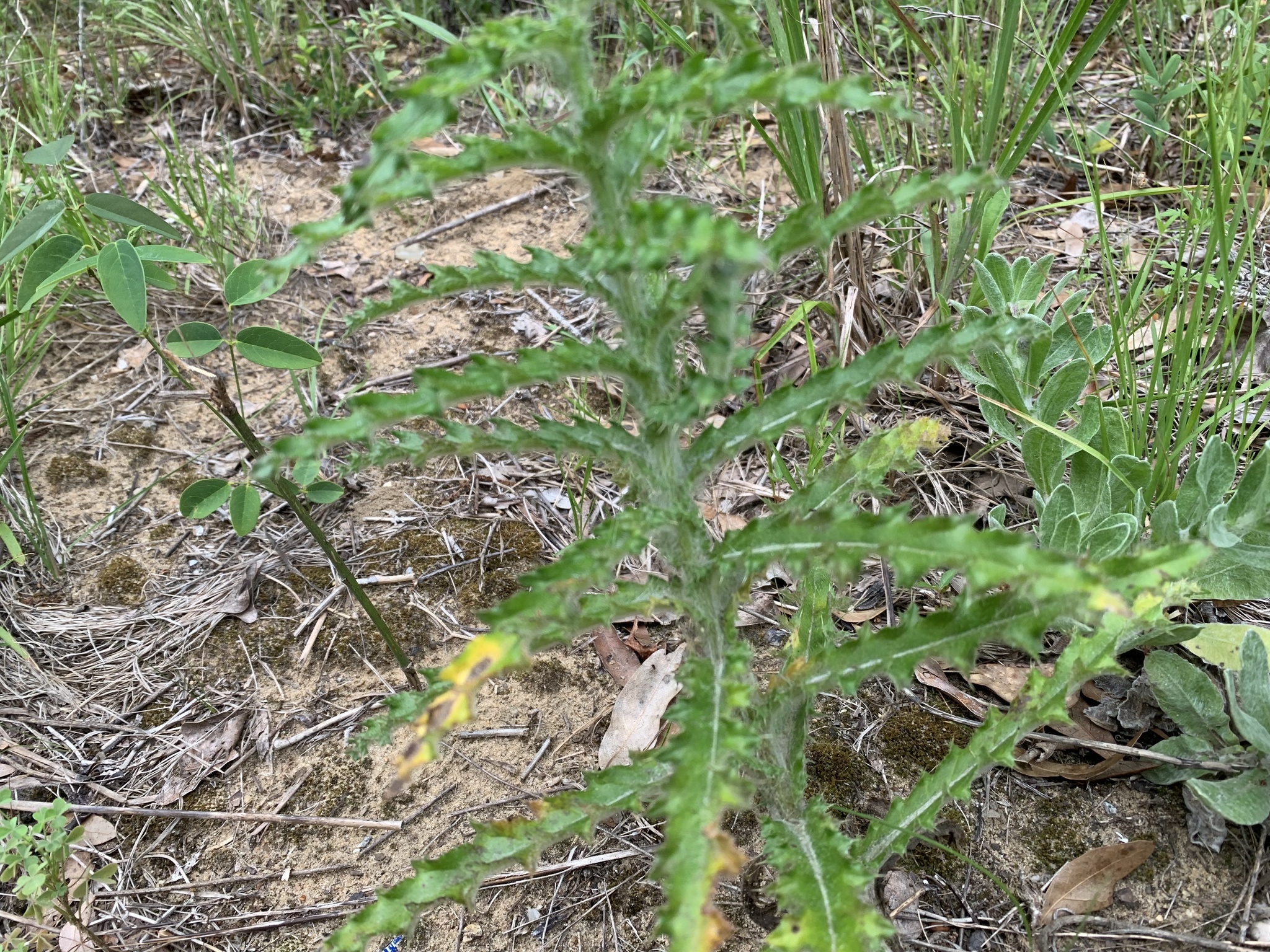 Cirsium repandum Michx.