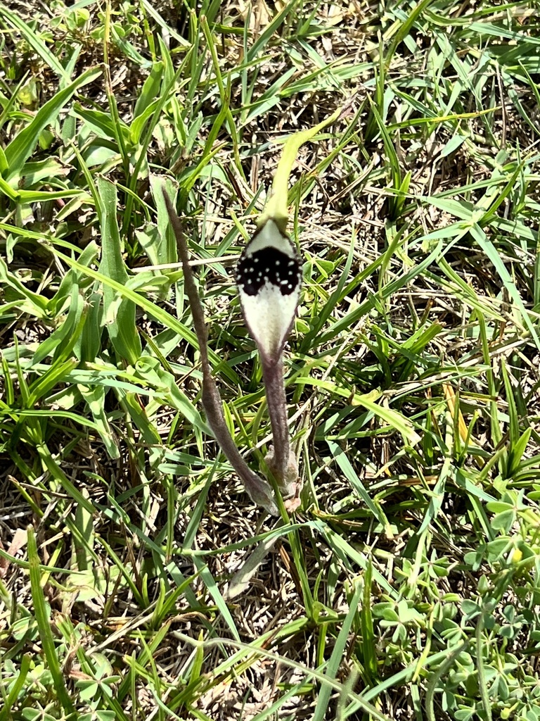 Swan Flower from Burlington, Cameron, TX, US on June 05, 2022 at 11:13 ...