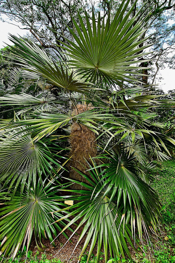 silver palms (Coccothrinax) - Botanical Realm