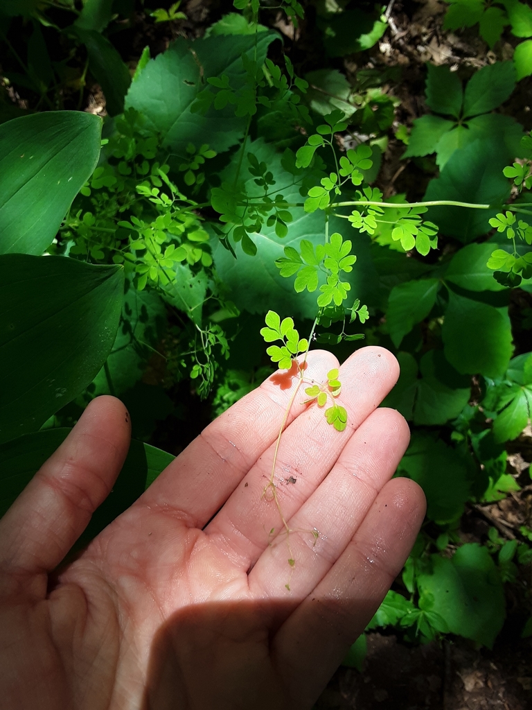 climbing fumitory in June 2022 by Kate Loughran · iNaturalist