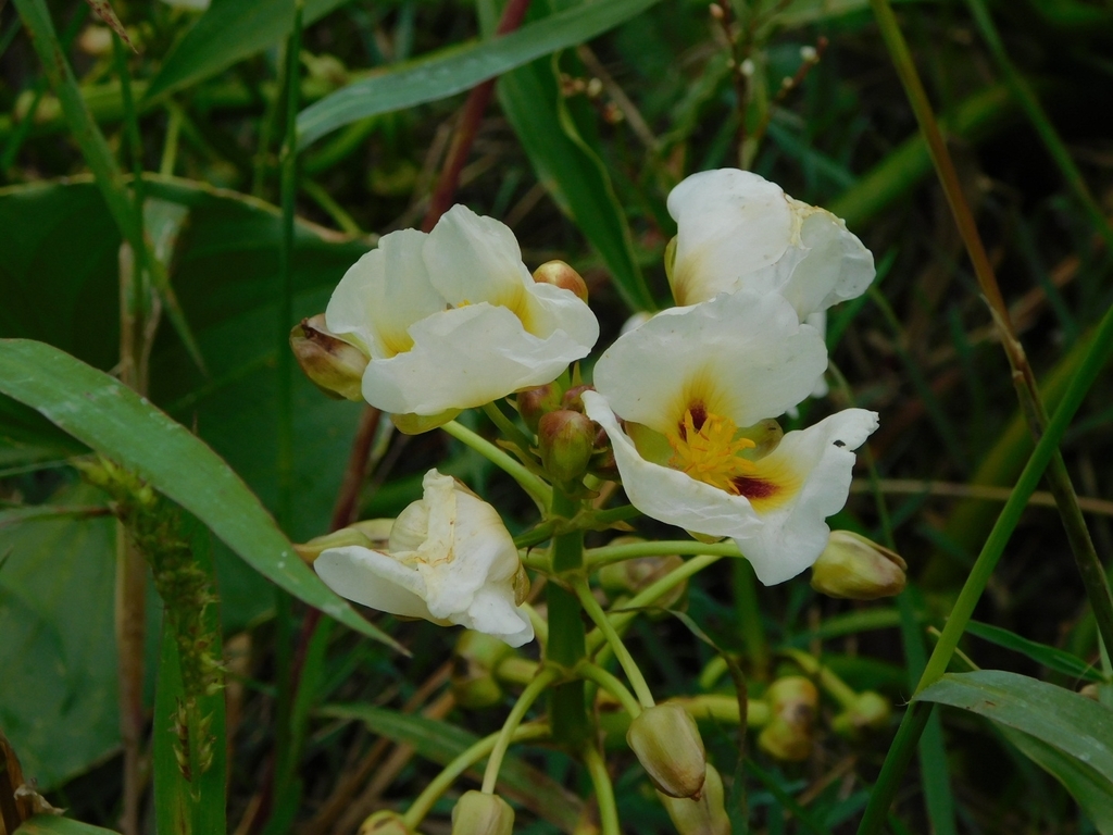 Aztec arrowhead from Pan de Azúcar on April 22, 2022 at 12:47 PM by ...