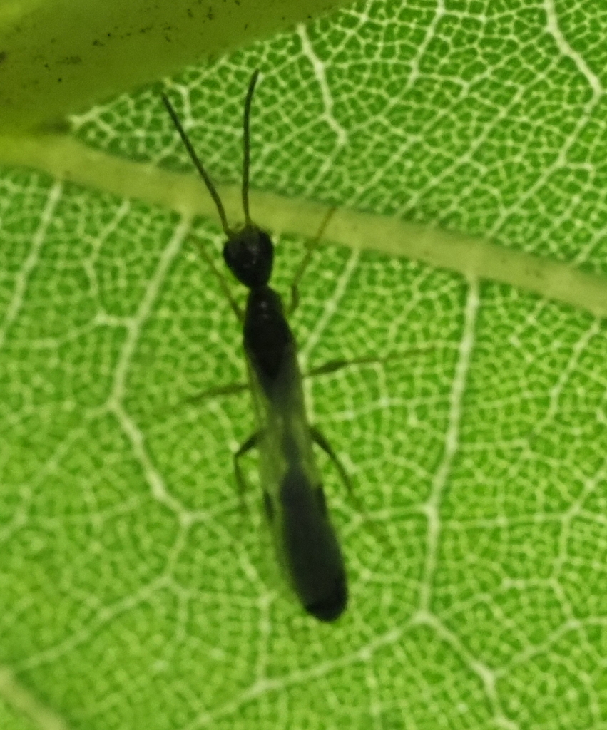 Twig Ants from Rosewood, Austin, TX 78702, USA on June 5, 2022 at 10:56 ...