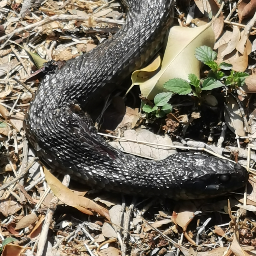 Lake Chapala Garter Snake from 49440 San Luis Soyatlan, Jal., México on ...