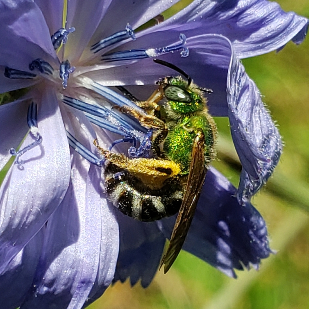 Bicolored Striped Sweat Bee from Centreville, VA 20121, USA on June 05 ...