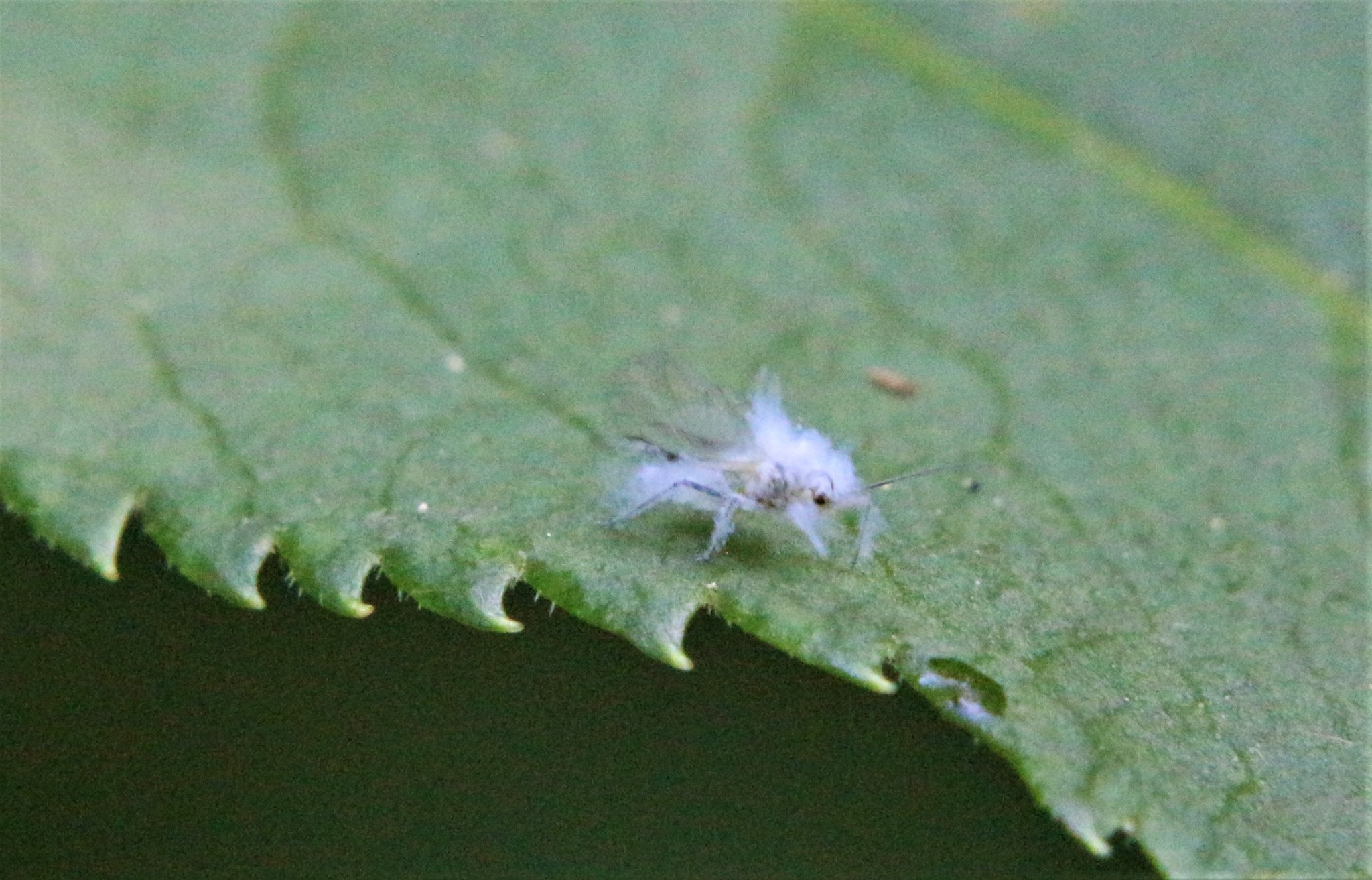 Phyllaphis fagi (Linnaeus, 1761)