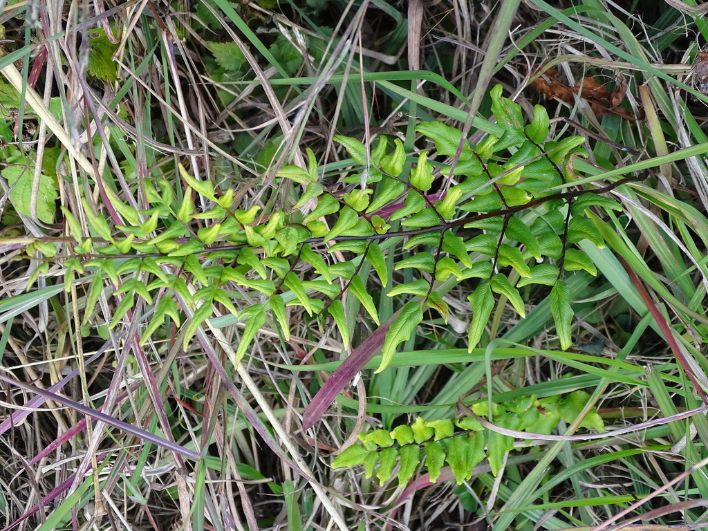lip fern subfamily from Umgungundlovu, KwaZulu-Natal, South Africa on ...