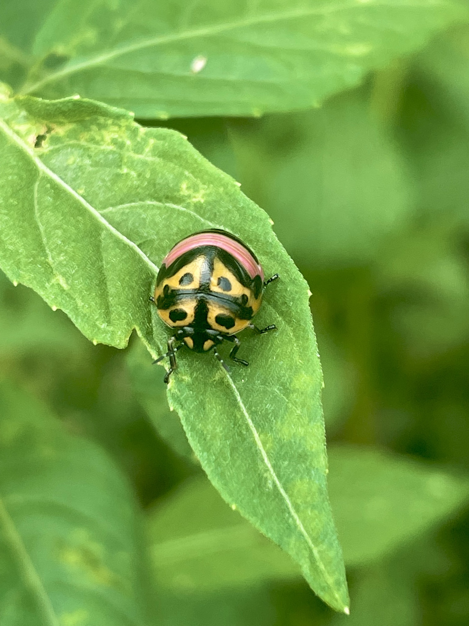 Sphaerocoris annulus