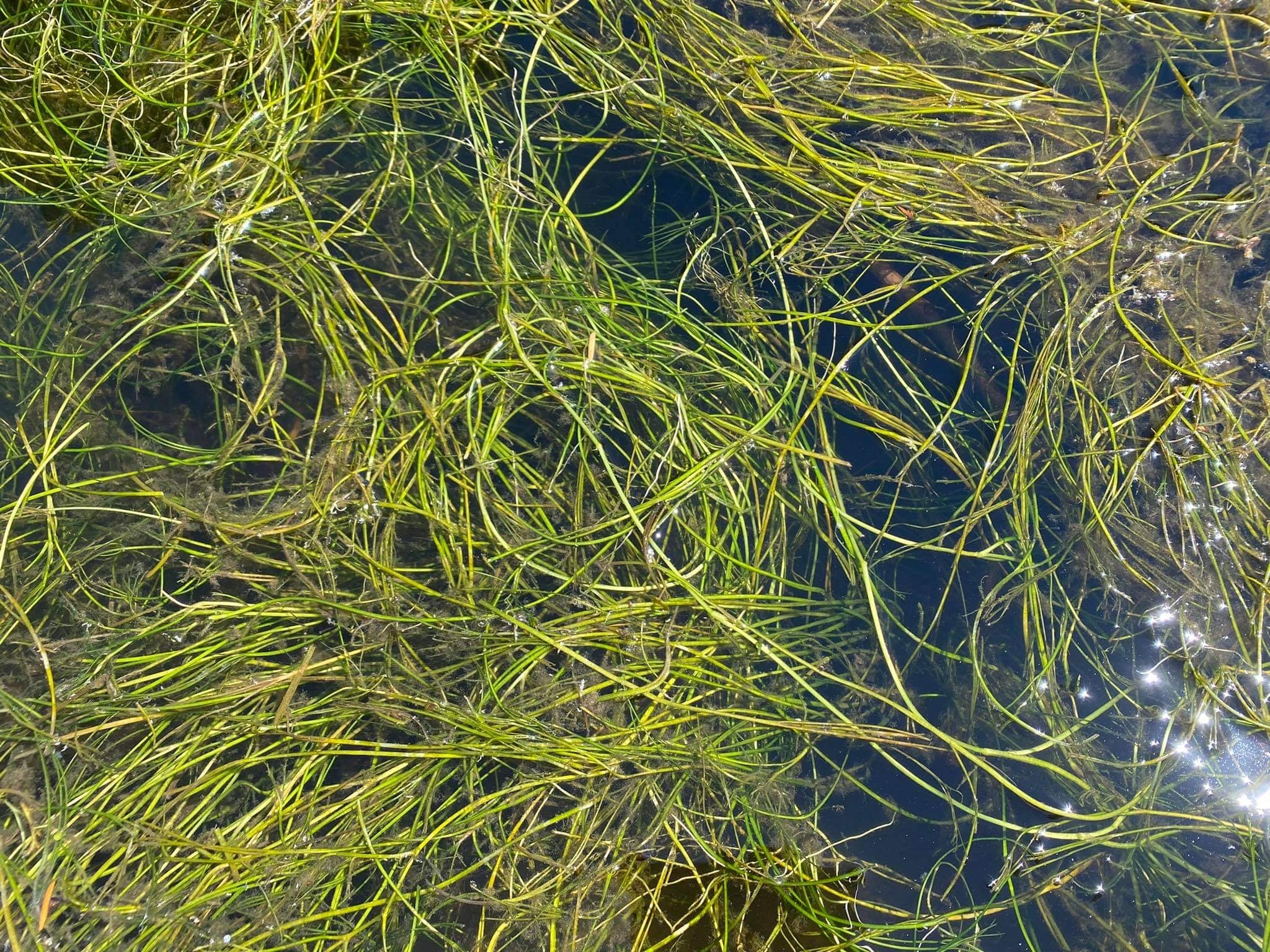 Ranunculus fluitans Lam.