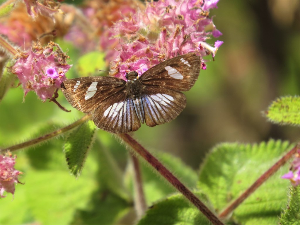 Pythonides jovianus from Santo Antônio da Alegria - SP, 14390-000, Brasil on June 5, 2022 at 12: ...