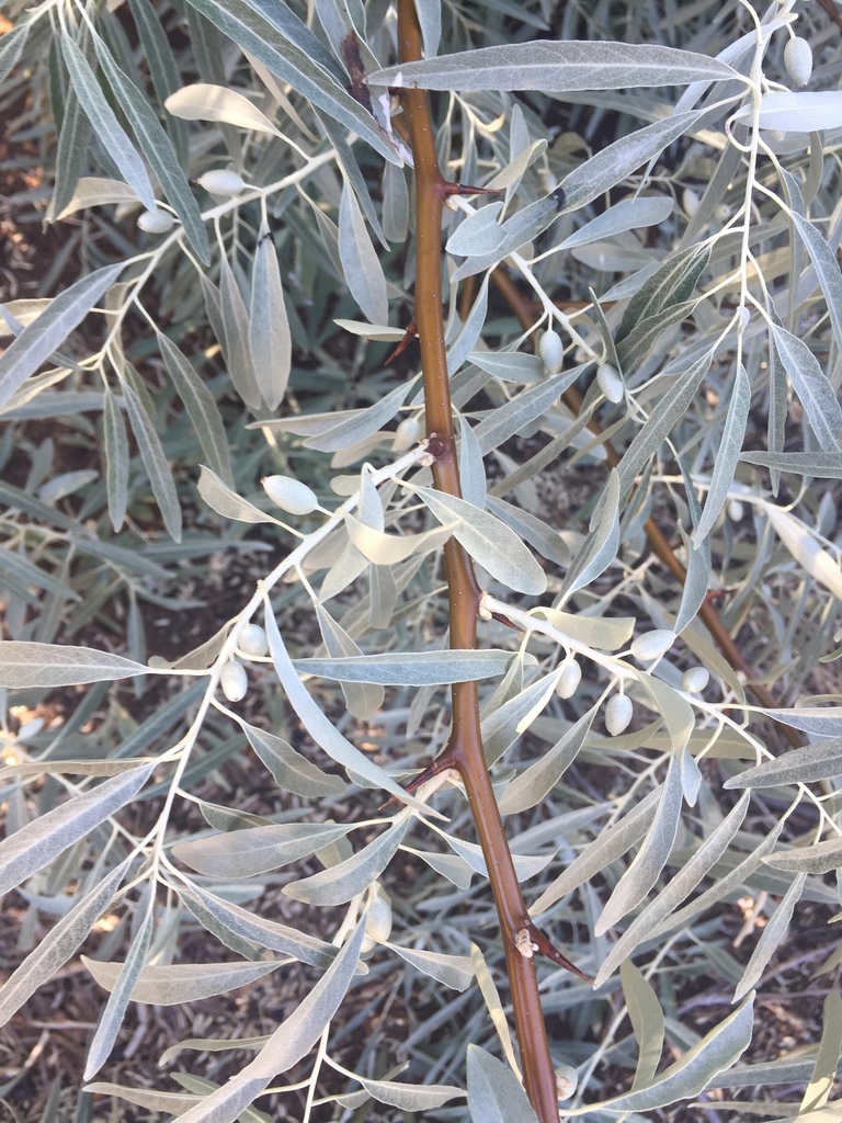Russian Olive (Plants of Roxborough State Park) · iNaturalist