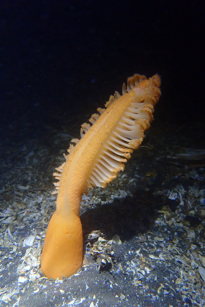 Orange Sea Pen from West End, Tacoma, WA, USA on January 1, 2022 at 09: ...