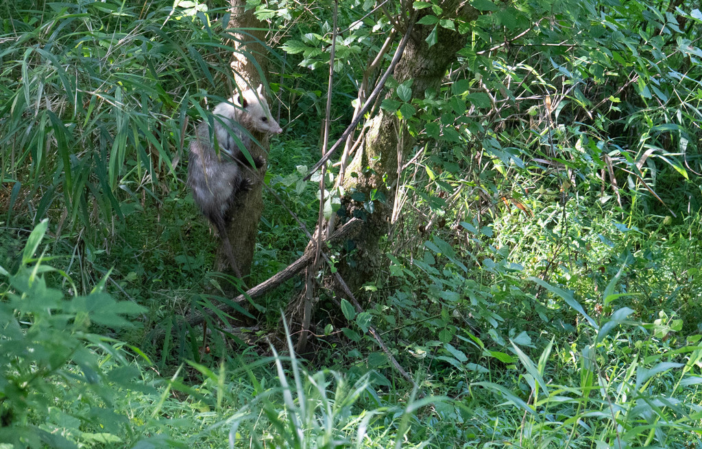 Virginia Opossum from Southwest, Atlanta, GA, USA on June 5, 2022 at 09 ...