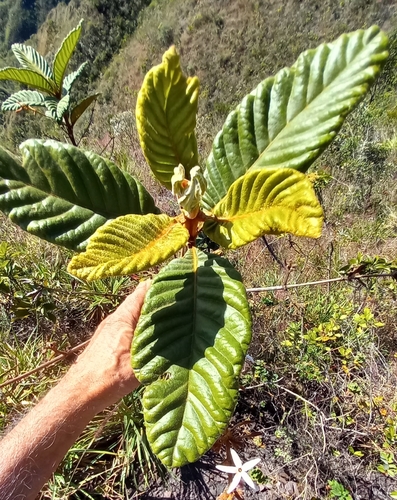 Remijia ferruginea · iNaturalist