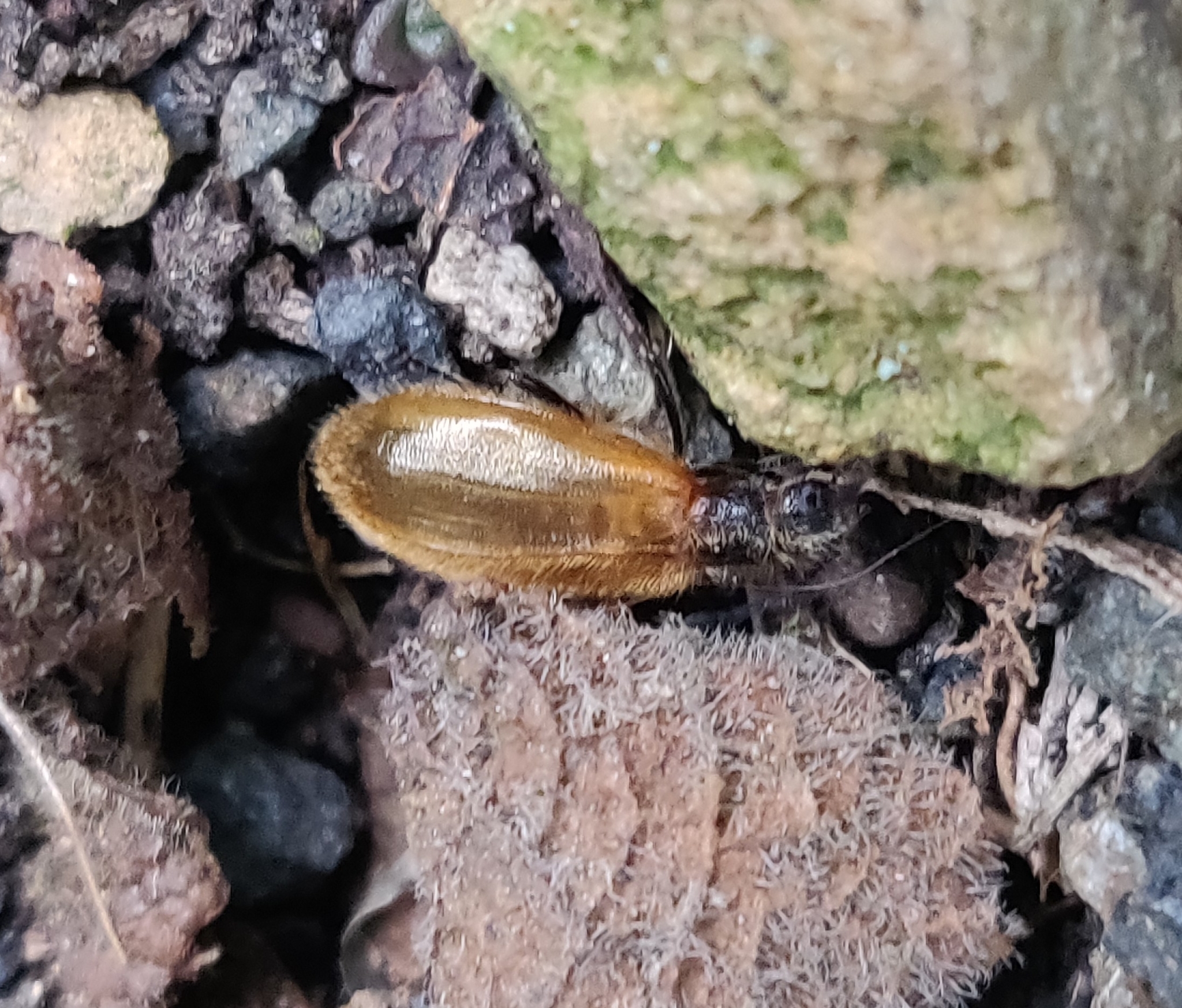 Lagria hirta (Linnaeus, 1758)