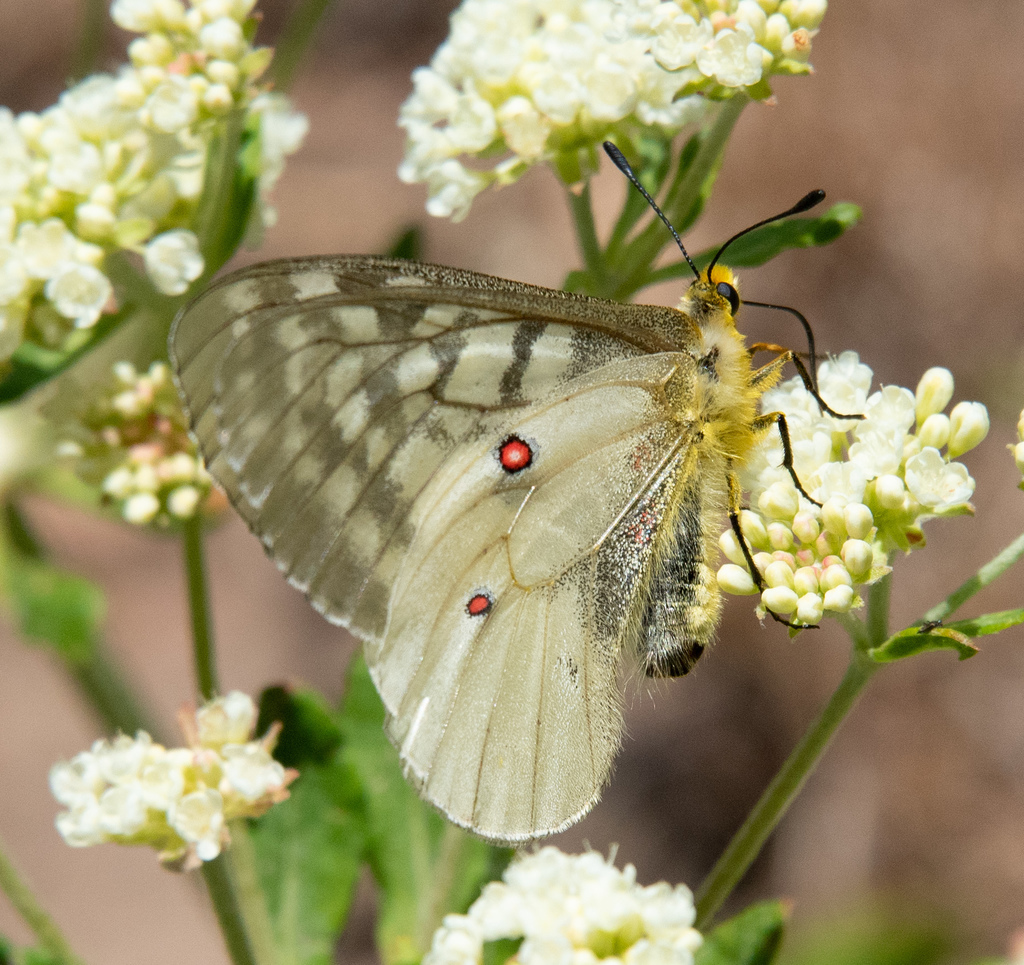 Clodius Parnassian (Parnassius clodius) (Wildlife of the United States ...