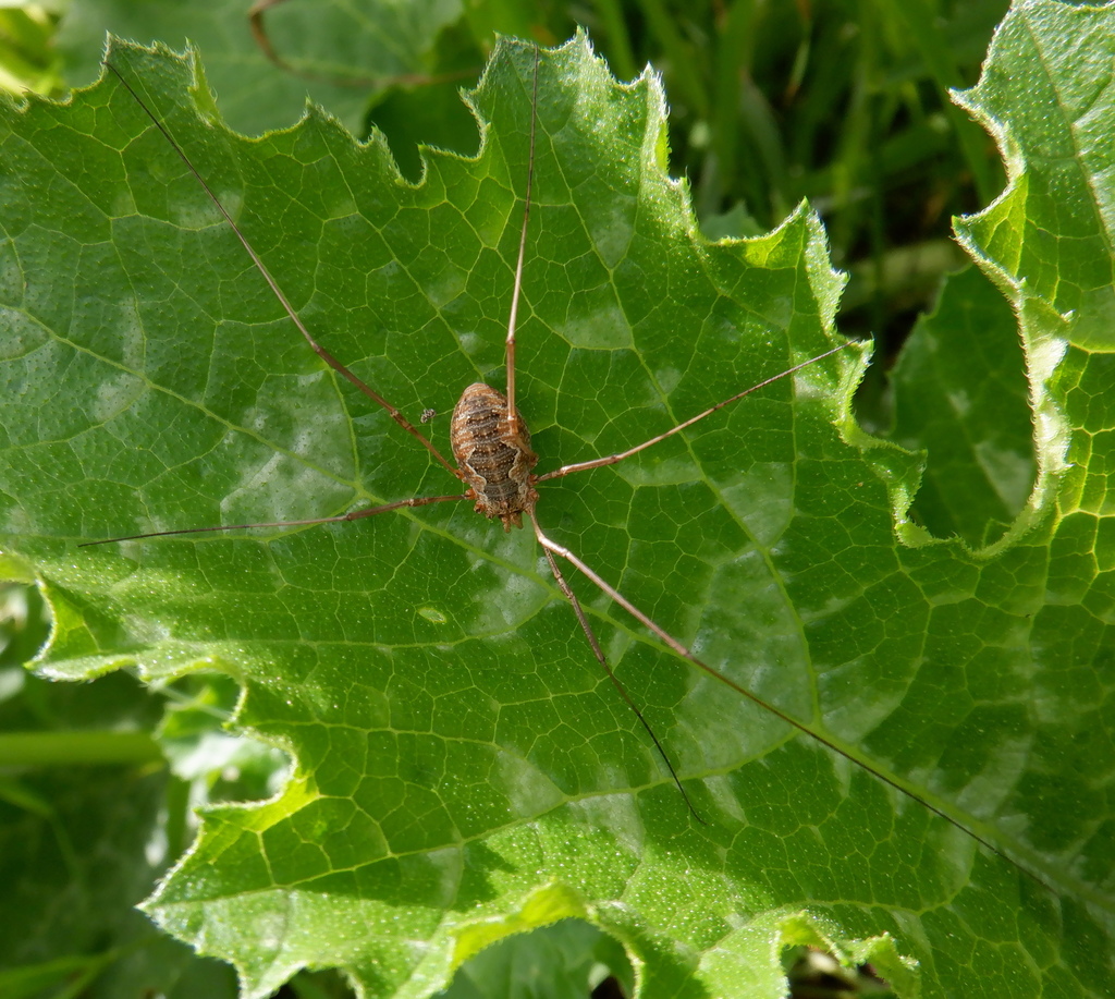 European Harvestman in June 2022 by Valentina · iNaturalist