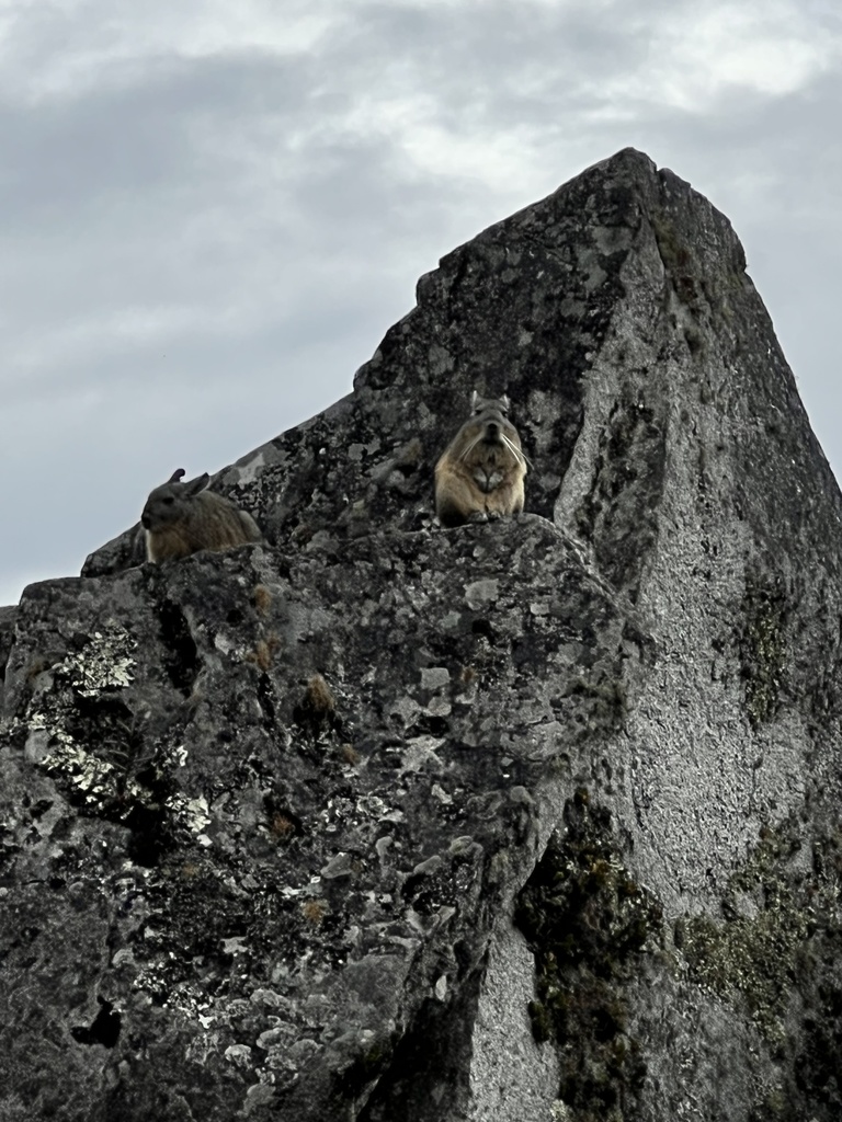 Mountain Viscacha from Machu Picchu, Cuzco, PE on June 5, 2022 at 02:48 ...