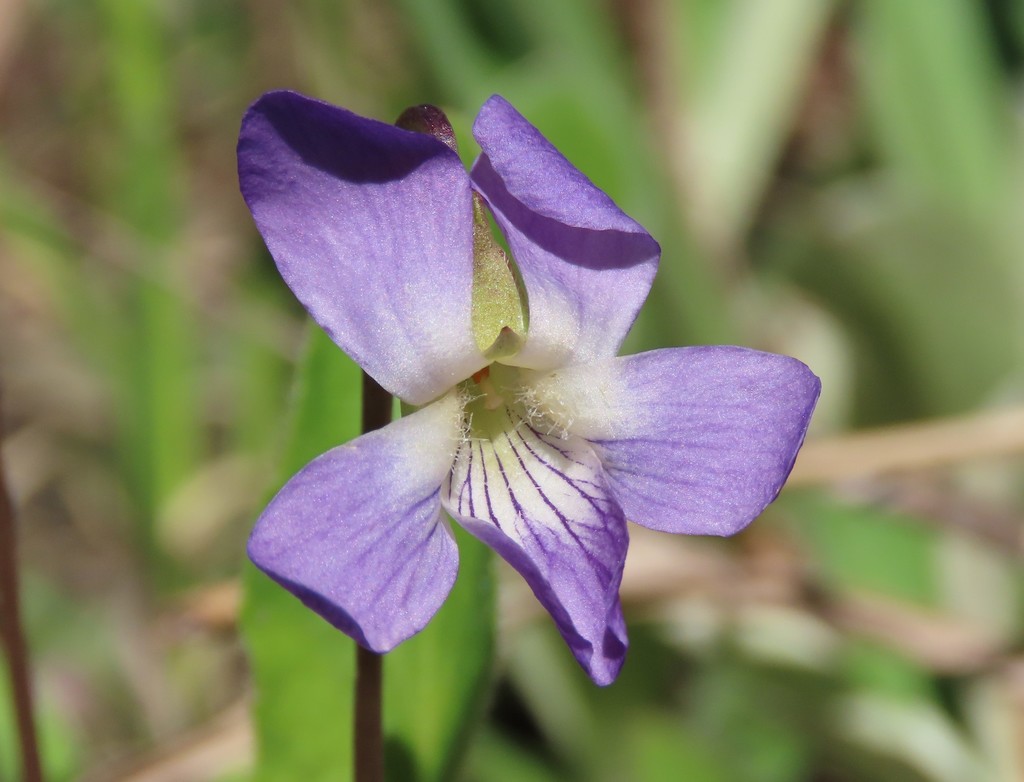 Arrowleaf Violet ( Dicot Forbs of Appalachia 2) · iNaturalist