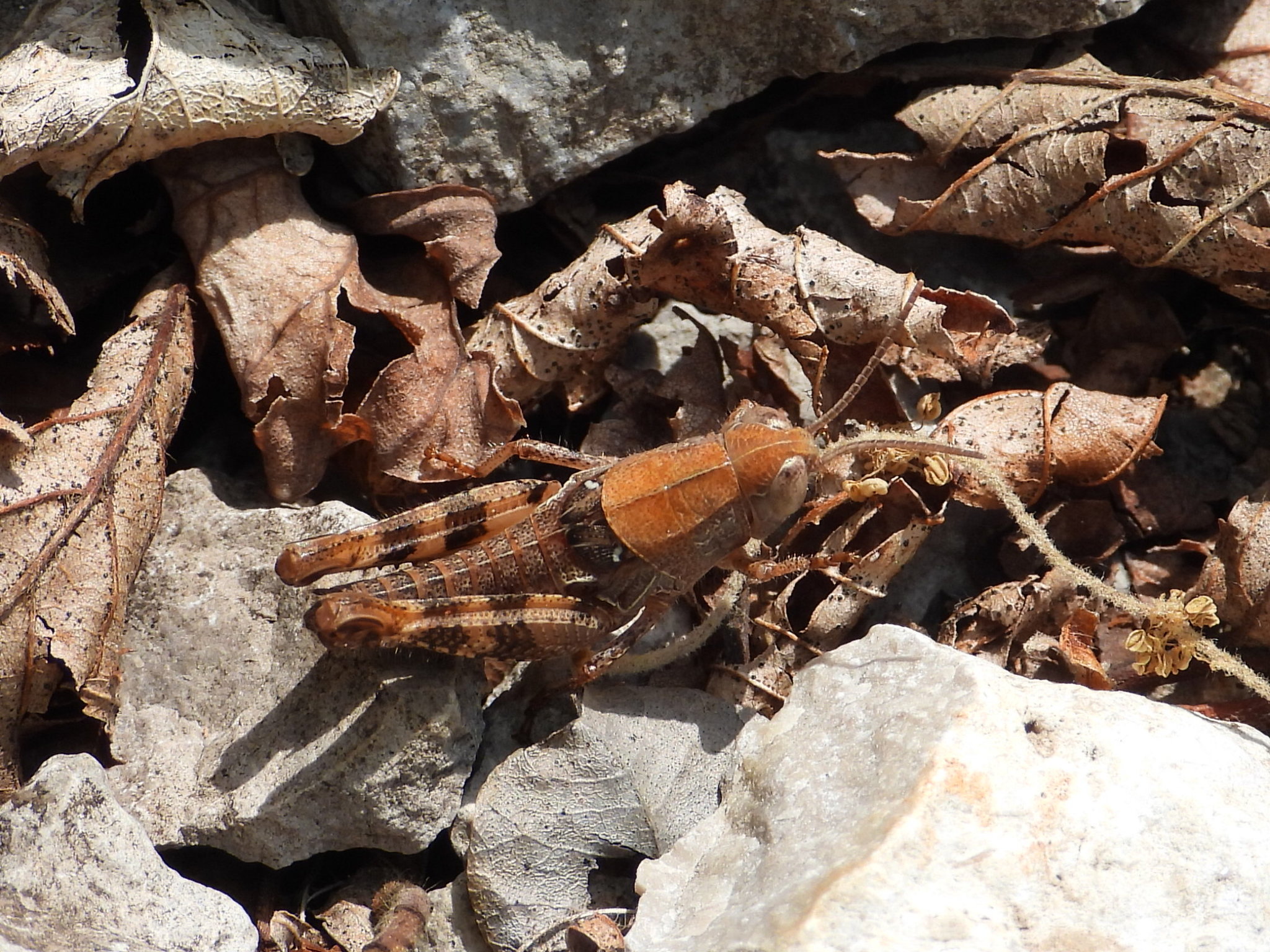 Calliptamus italicus (Linnaeus, 1758)