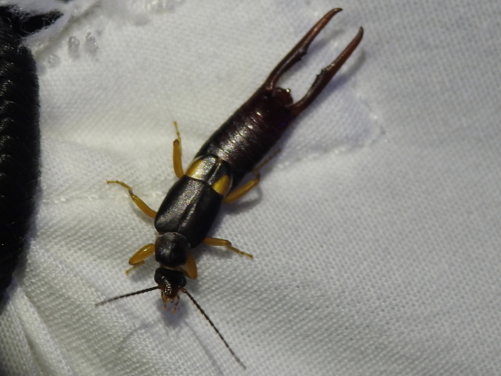 Brown-winged Earwig from Tyler County, TX, USA on June 3, 2022 at 09:51 ...