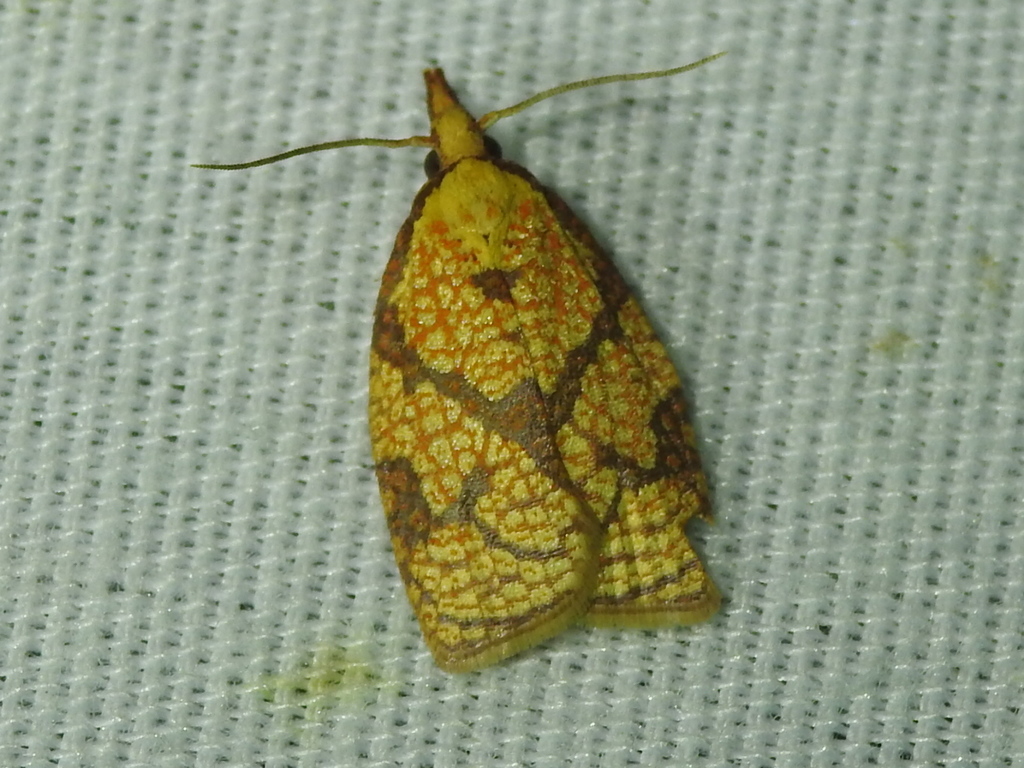 Reticulated Fruitworm Moth from Tyler County, TX, USA on June 3, 2022 ...