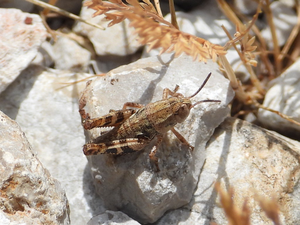 Calliptamus italicus (Linnaeus, 1758)