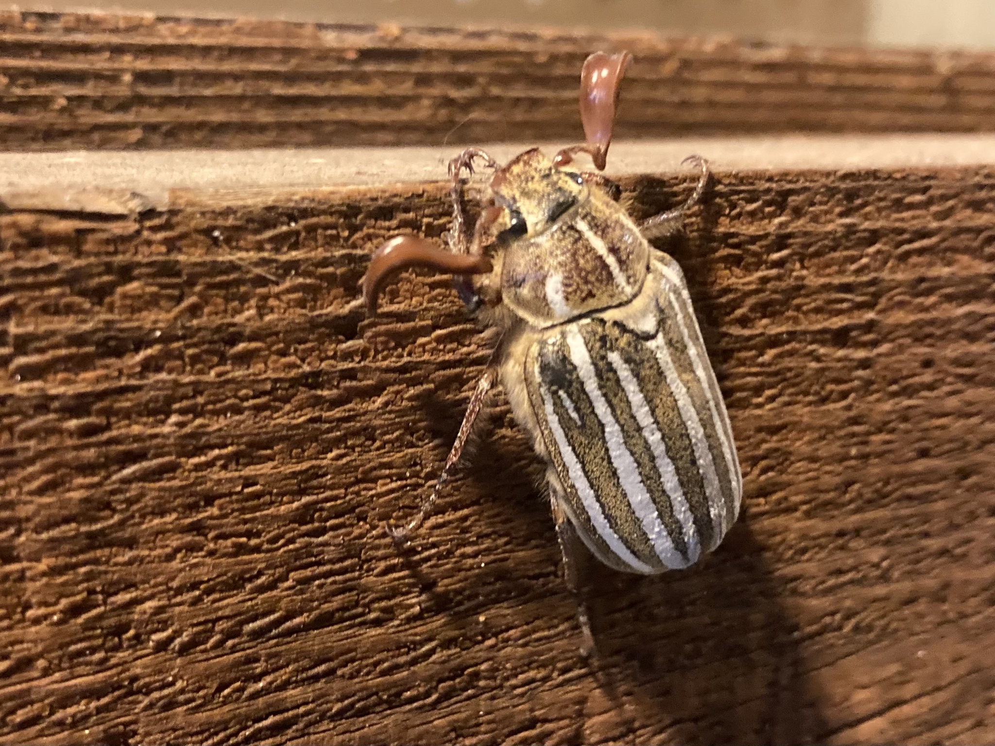 Polyphylla decemlineata (Say, 1824)