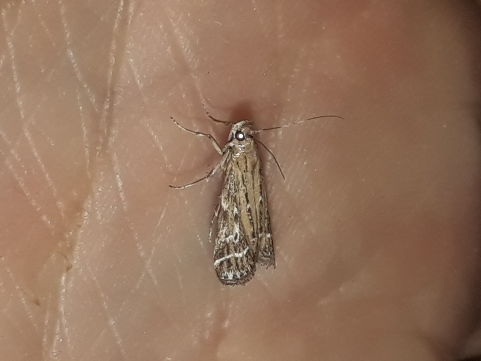 Pempeliella ornatella (Denis & Schiffermüller, 1775)