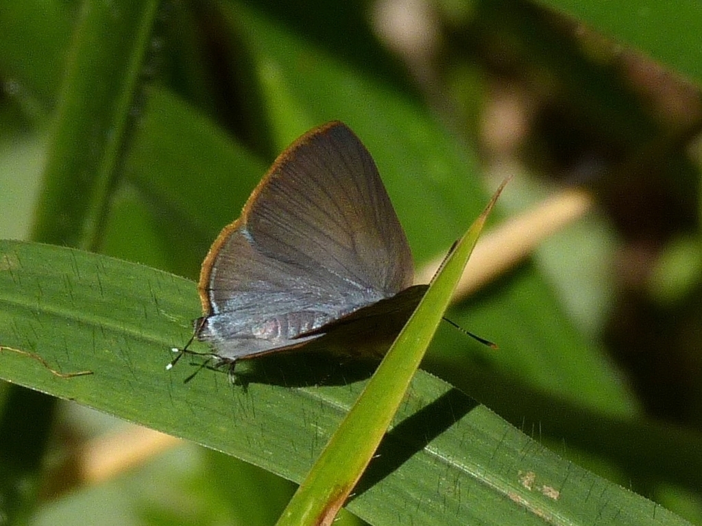 Rekoa palegon (Borboletas de Rio Claro, SP/Butterflies of Rio Claro, SP ...
