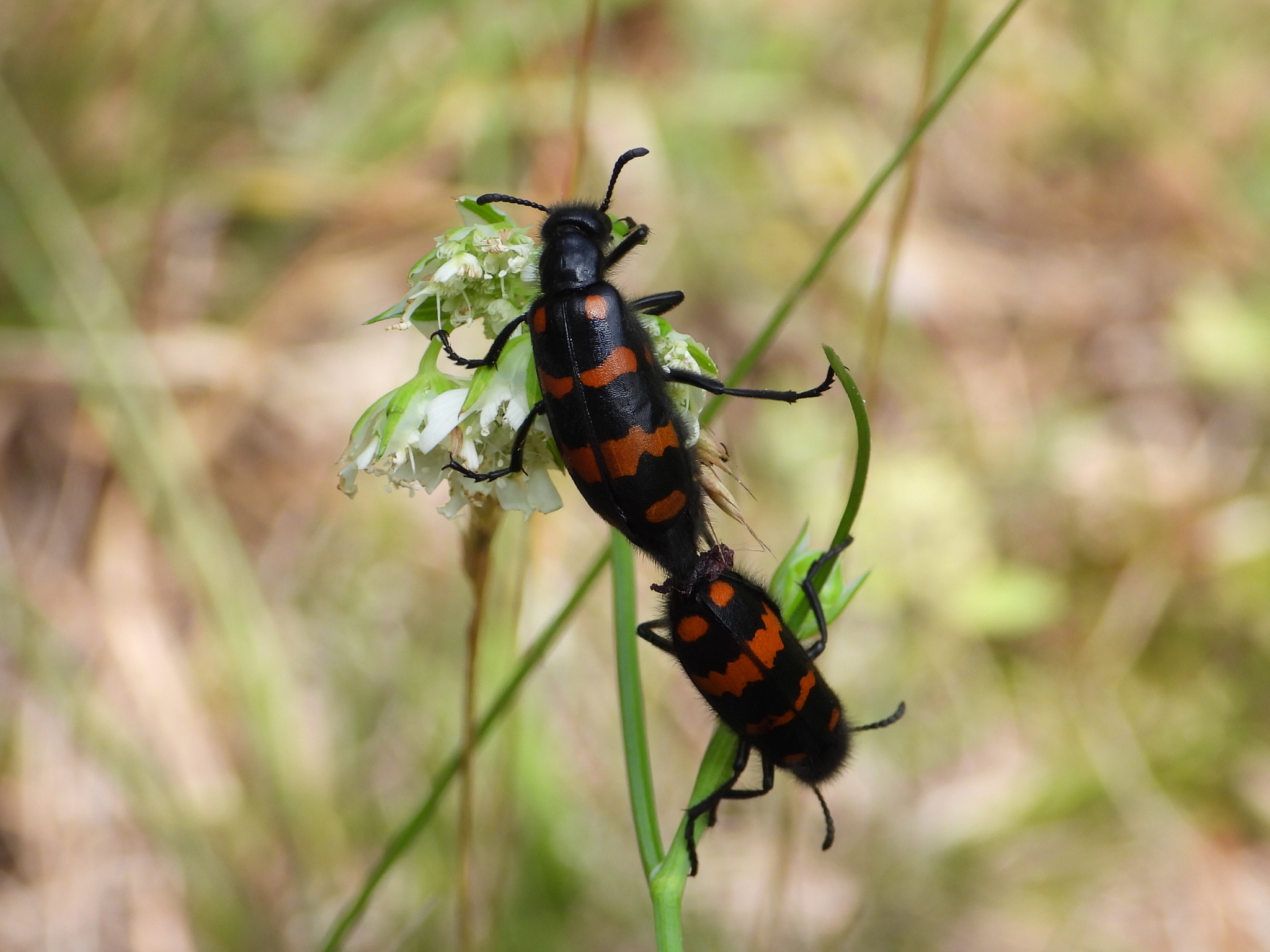 Hycleus polymorphus (Pallas, 1771)