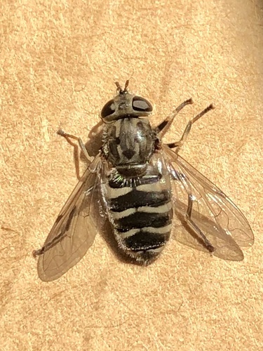 Gray-banded Marsh Fly (Helophilus bottnicus) · iNaturalist