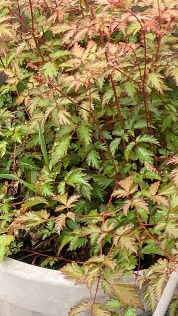 Cutleaf Blackberry from Richmond on June 05, 2022 at 11:12 AM by ...