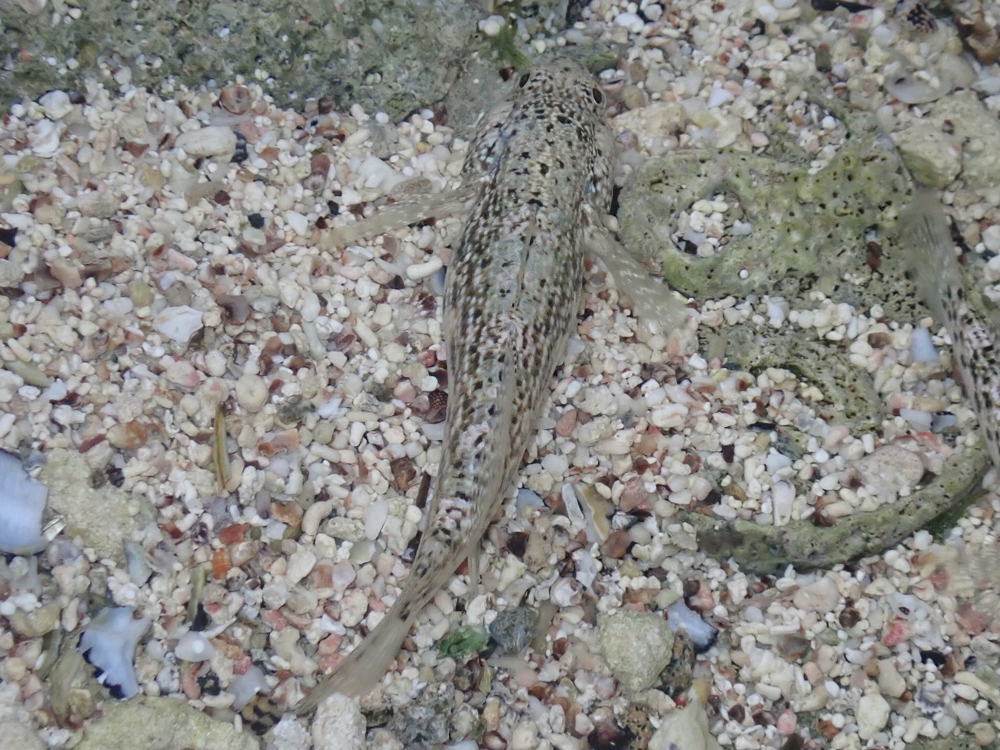 Bathygobius antilliensis Tornabene, Baldwin & Pezold, 2010