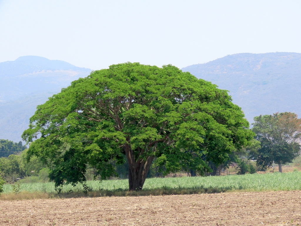 elephant ear tree (Enterolobium cyclocarpum) - Botanical Realm