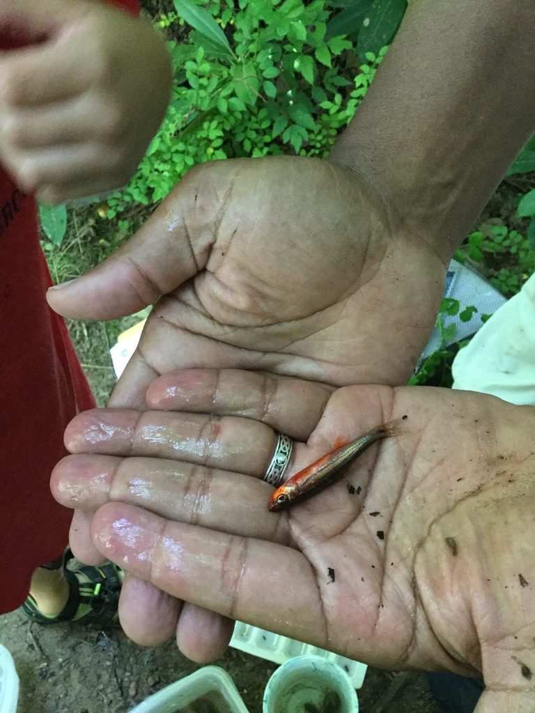 Tennessee Shiner from Buncombe County, US-NC, US on June 19, 2018 at 10 ...