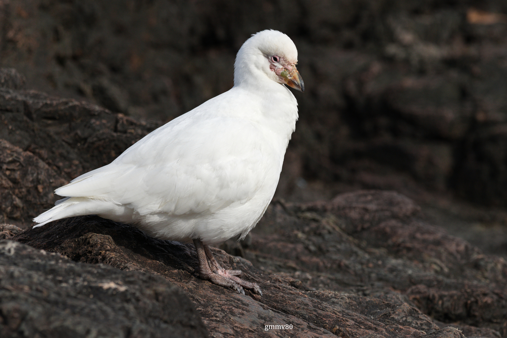 Snowy Sheathbill · Weißgesicht-Scheidenschnabel · Chionis Blanc (HX ...