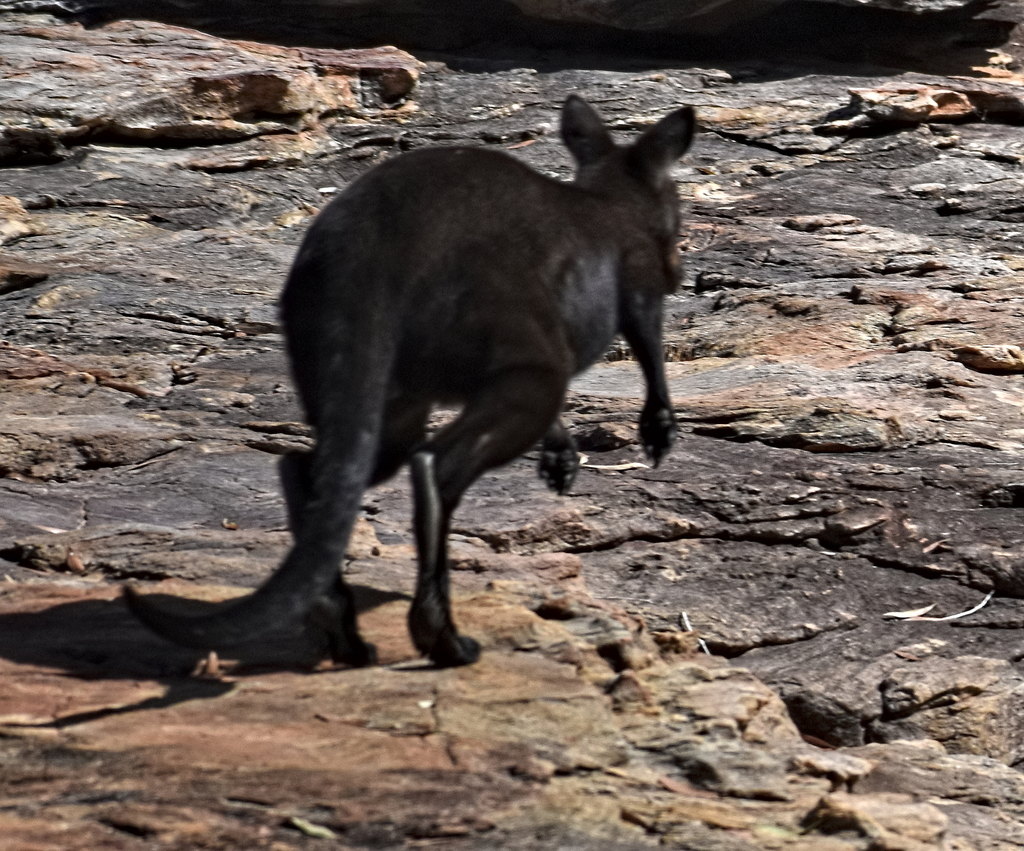 Black Wallaroo (Osphranter bernardus) - Know Your Mammals