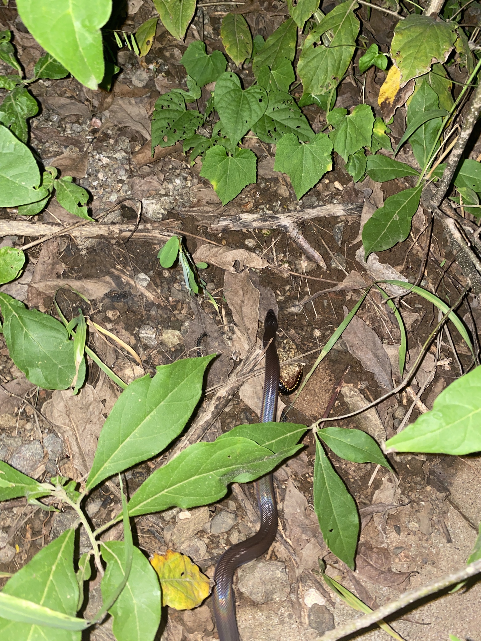 Loxocemus bicolor Cope, 1861