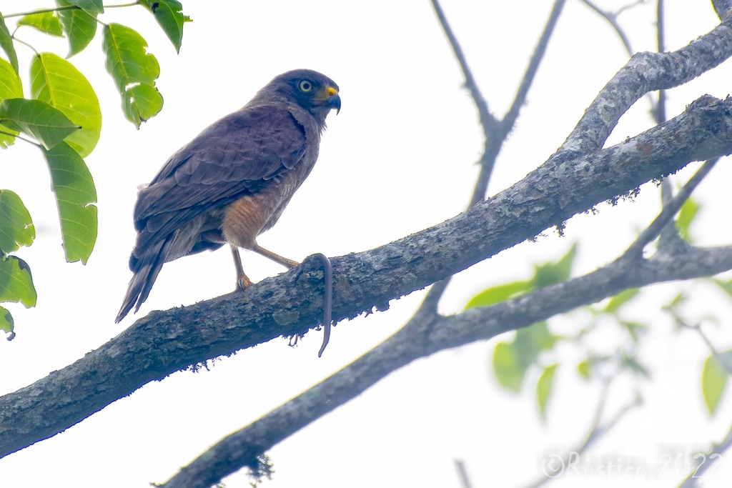 Roadside Hawk from Jesús Carranza, Ver., México on May 28, 2022 at 05: ...