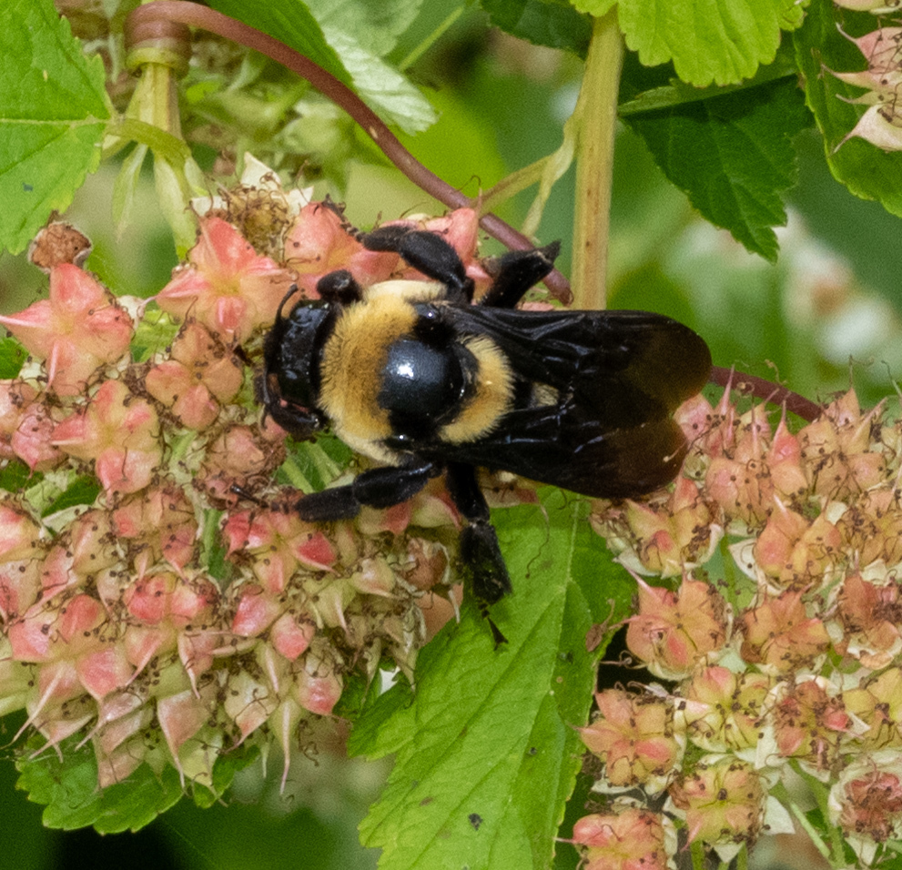 Southern Plains Bumble Bee from Galion, OH 44833, USA on June 5, 2022 ...