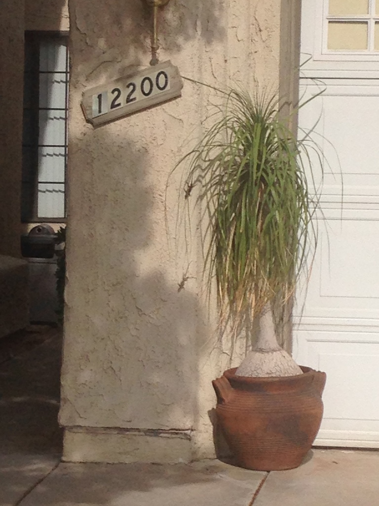 Ornate Tree Lizard from Moreno Valley, CA, USA on May 27, 2022 at 04:42 ...