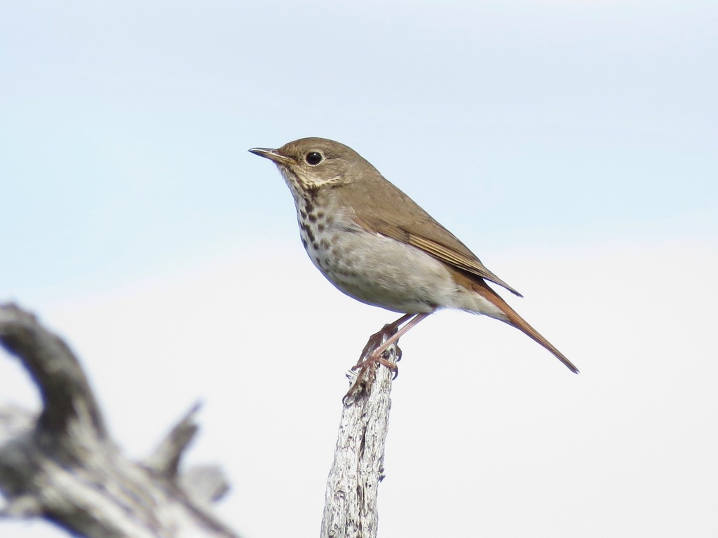 Dwarf Hermit Thrush (Catharus guttatus nanus) - Avian Discovery
